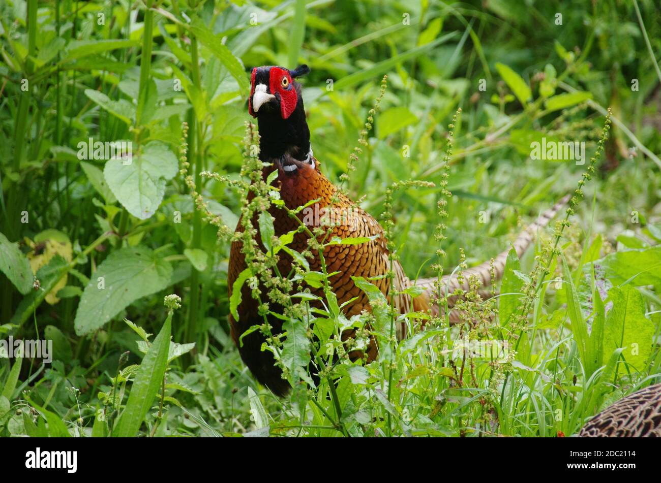 Pheasant Long Grass High Resolution Stock Photography and Images - Alamy