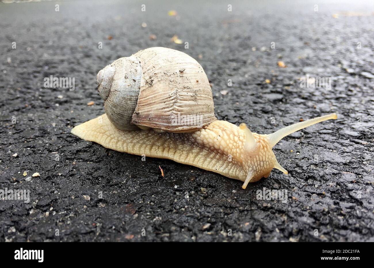 Slug Eyes High Resolution Stock Photography and Images - Alamy