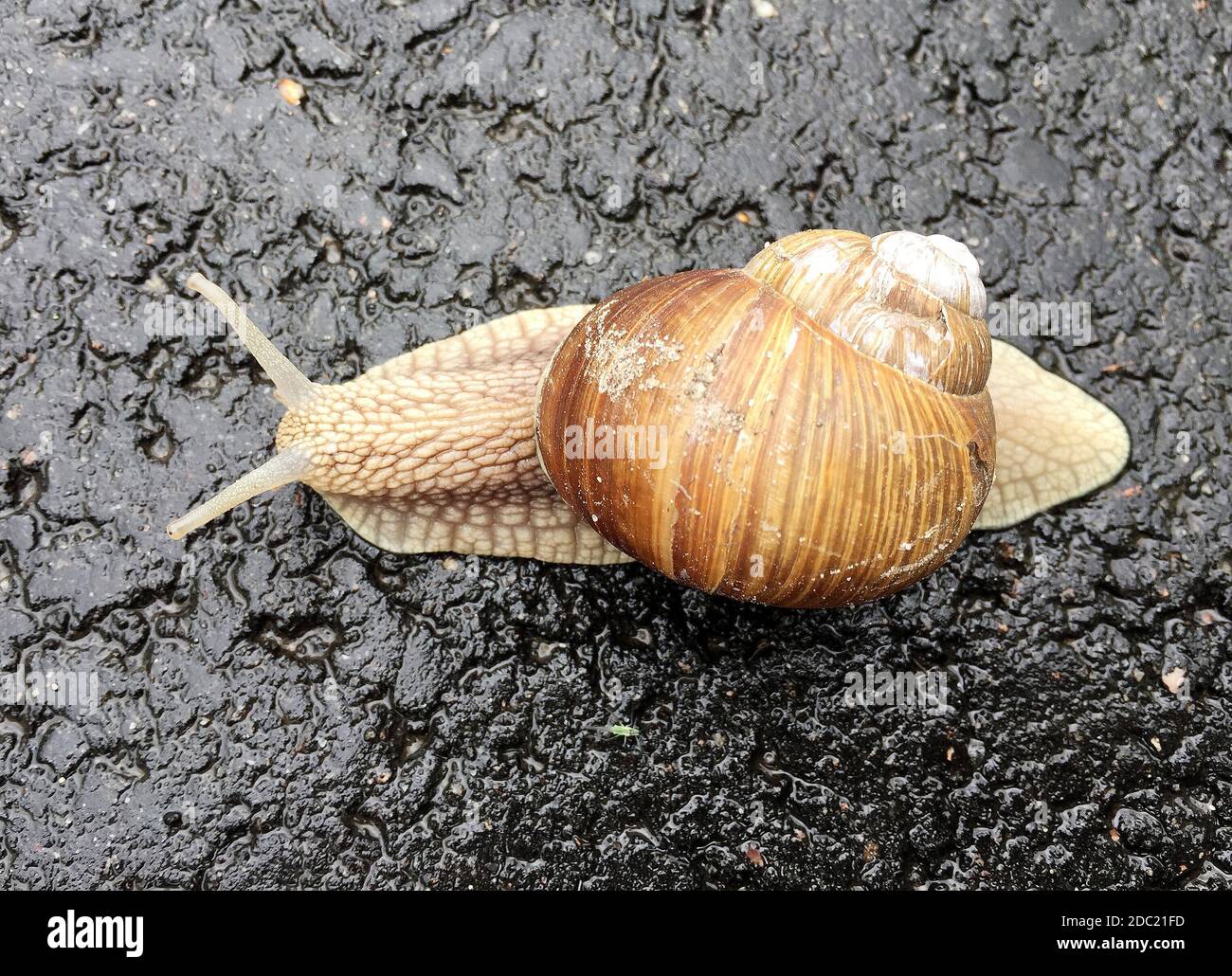 Slug Eyes High Resolution Stock Photography and Images - Alamy