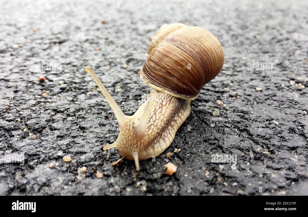 Slug Eyes High Resolution Stock Photography and Images - Alamy