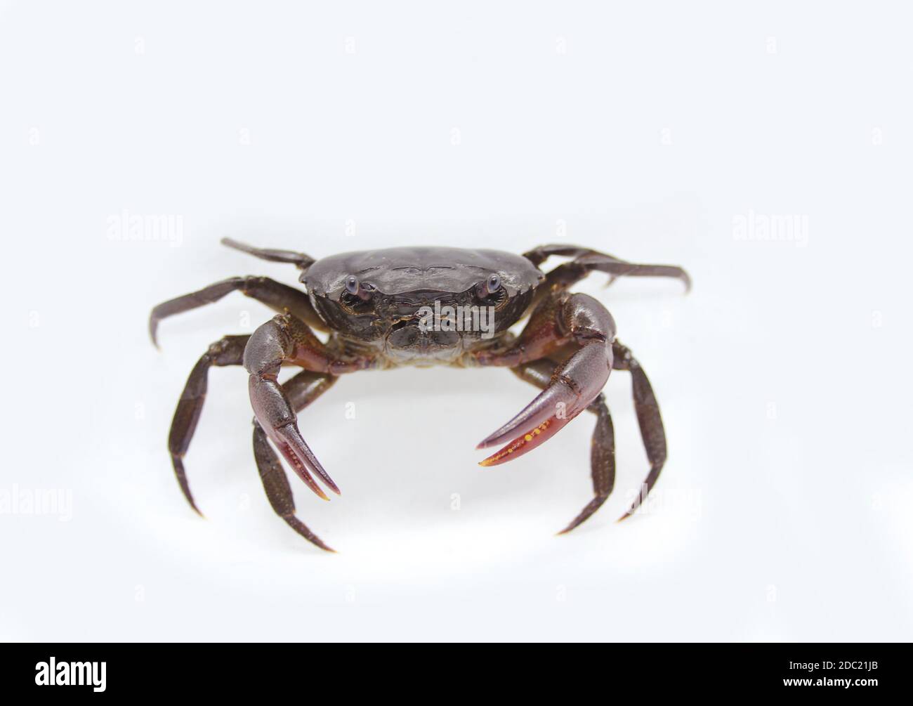 crab isolated on white background Stock Photo - Alamy