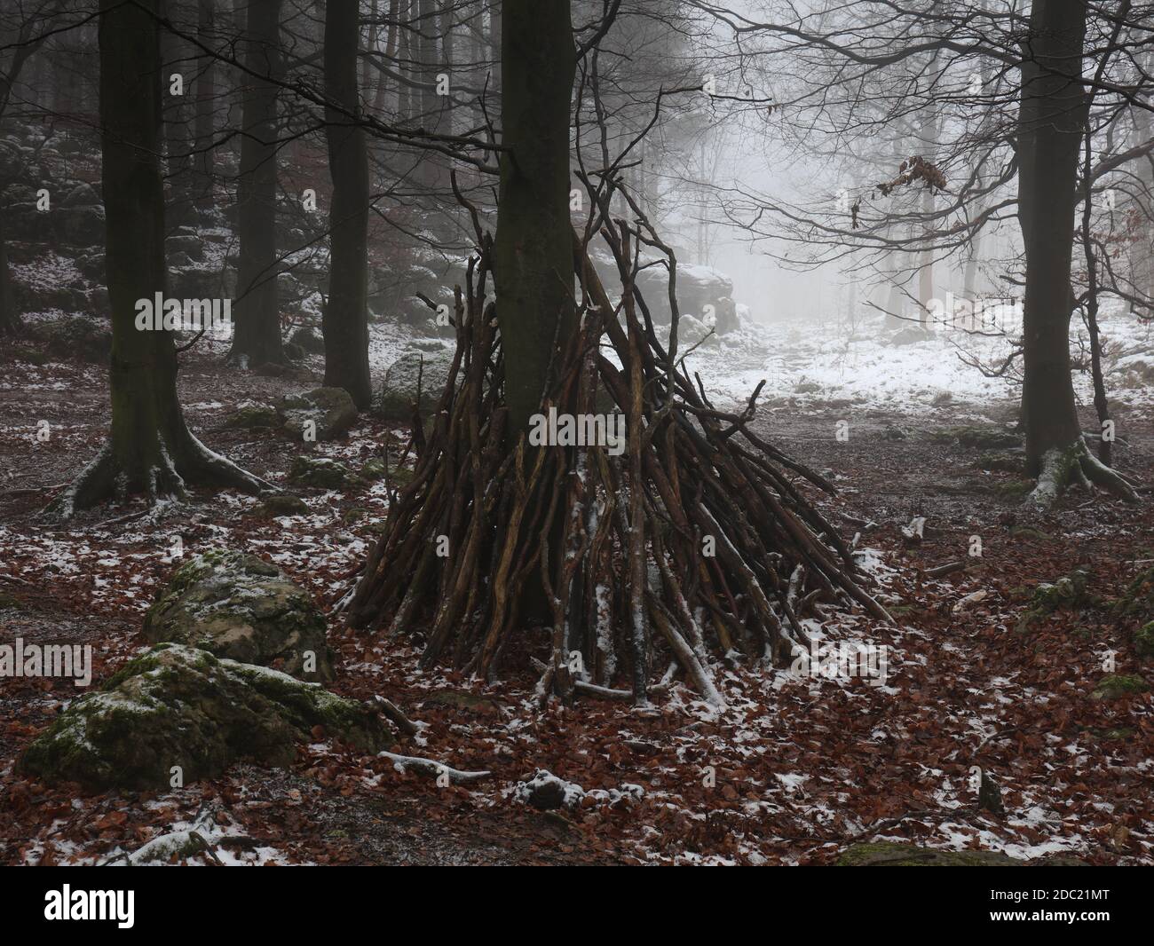 Children’s den in a dark wood, dark winter woodland landscape with fog ...
