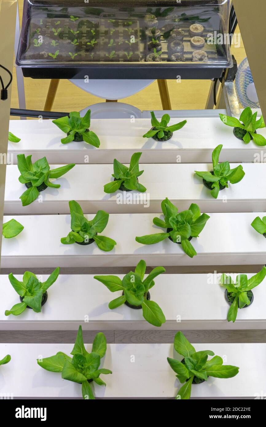 Hydroponics Modern Indoor Plants Garden Farming Stock Photo - Alamy