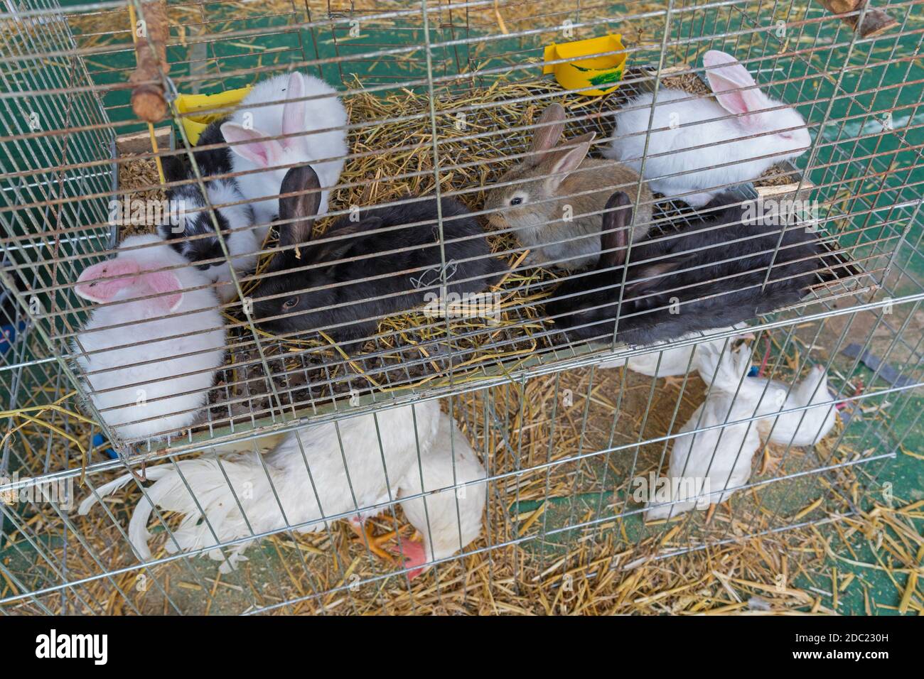 Bunch of Bunny Rabbits in Cage at Farm Stock Photo - Alamy
