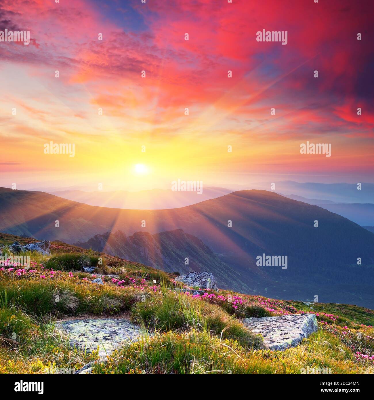 Spring landscape in mountains with Flower of a rhododendron and the sky ...