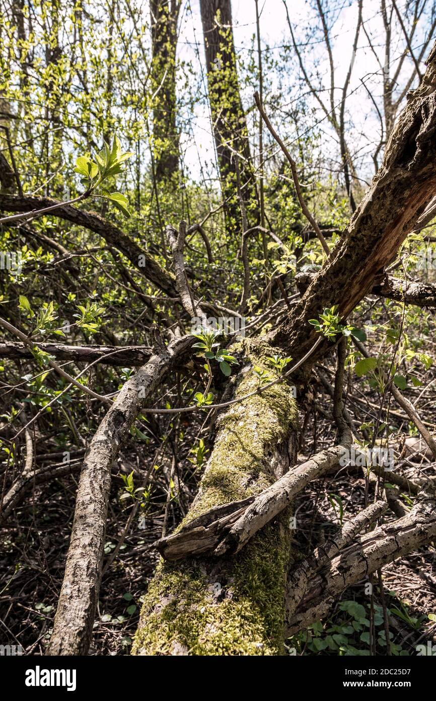 Broken branches of a tree in the middle of the forest Stock Photo - Alamy