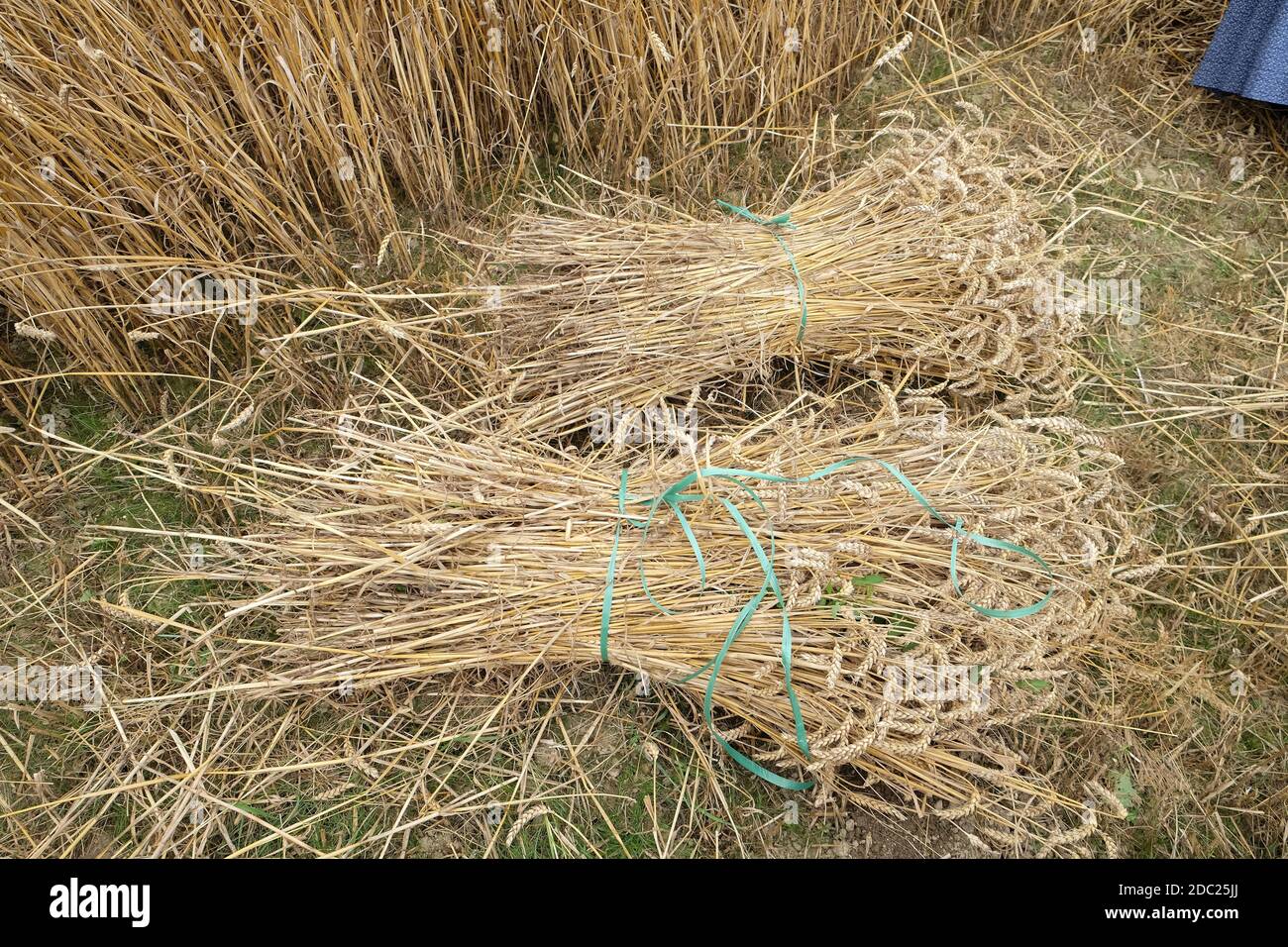 Wheat Sheaf in a Field Stock Photo - Alamy