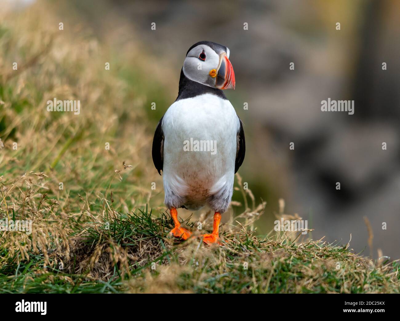 The Atlantic puffin, also known as the common puffin Stock Photo - Alamy