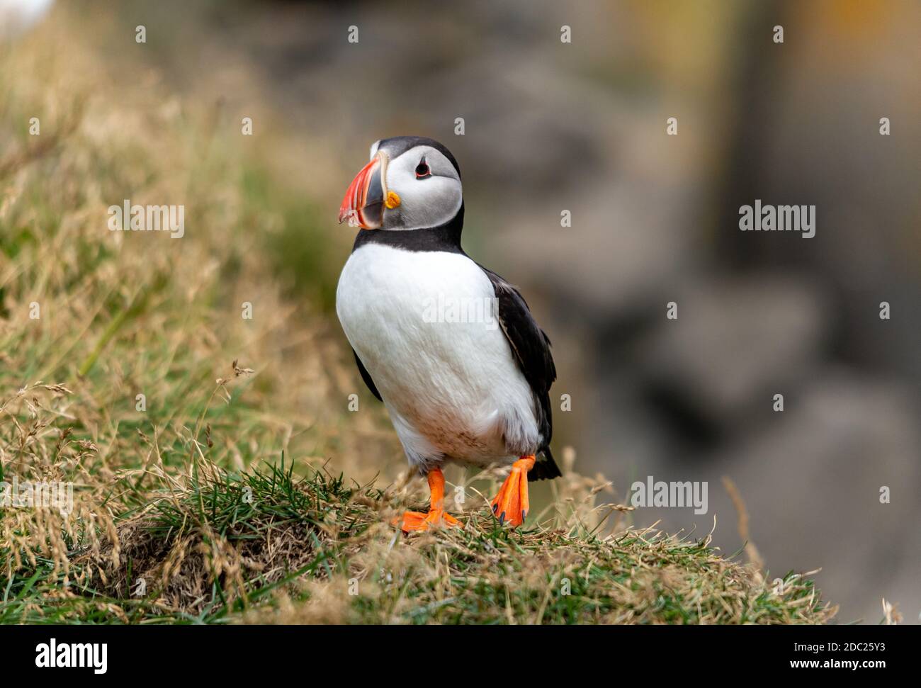 The Atlantic puffin, also known as the common puffin Stock Photo - Alamy