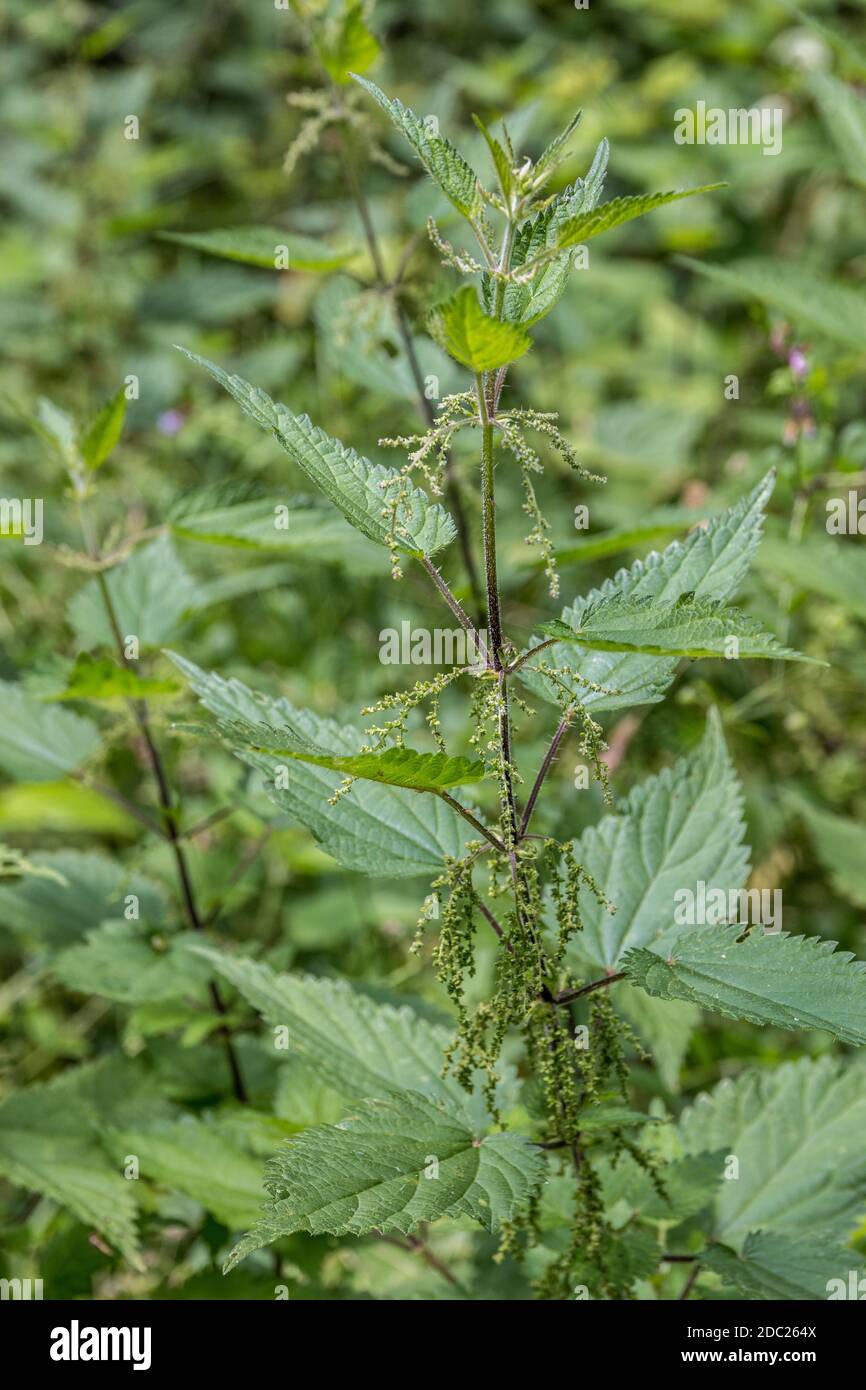 Big field of green nettles near the forest Stock Photo - Alamy