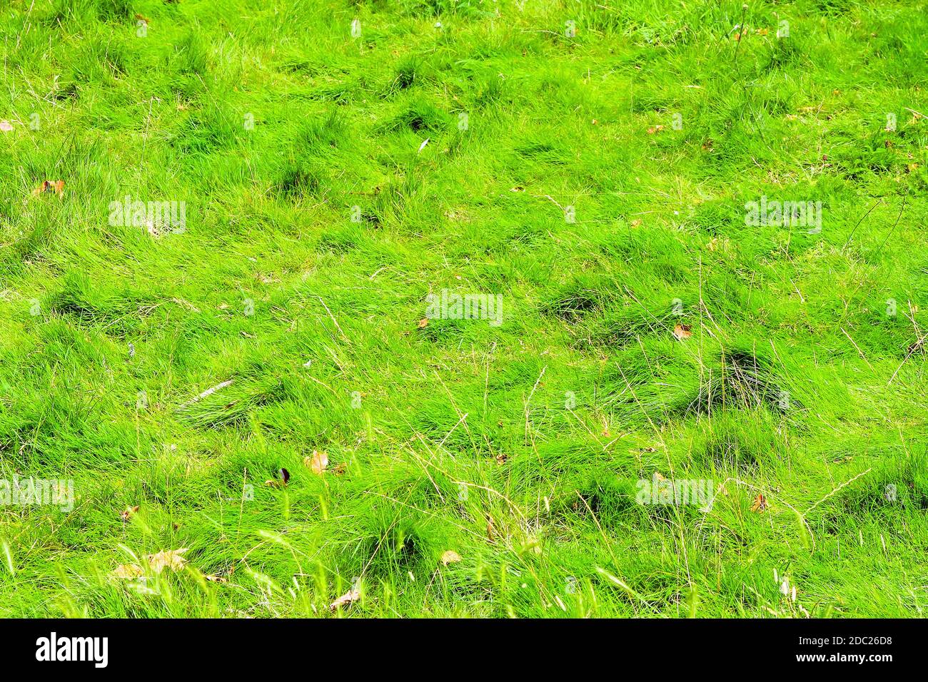 Big bushy green grass at sunny afternoon Stock Photo - Alamy