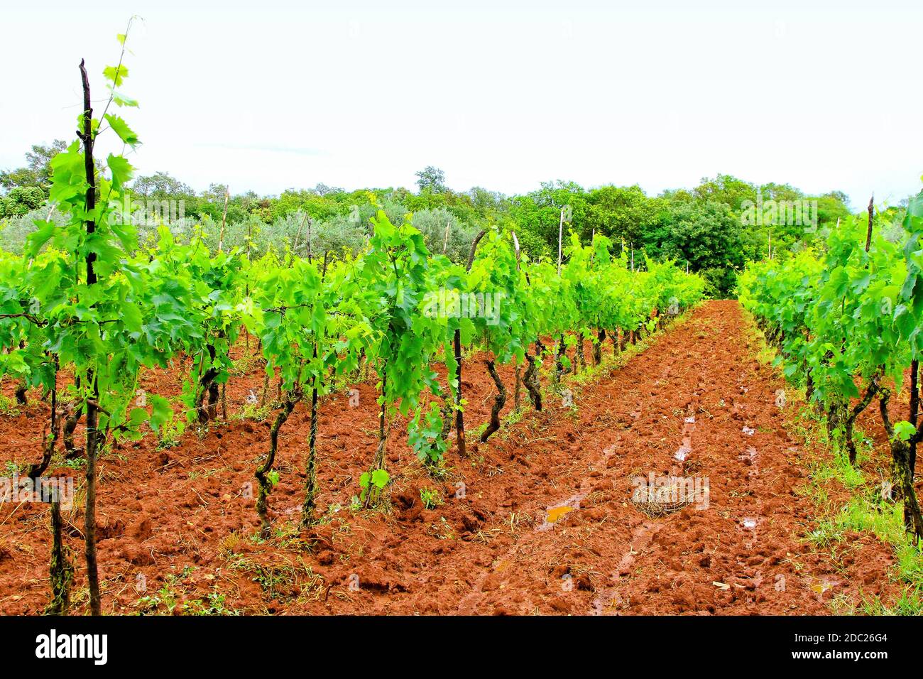 Vanishing perspective of wine yard in spring Stock Photo - Alamy