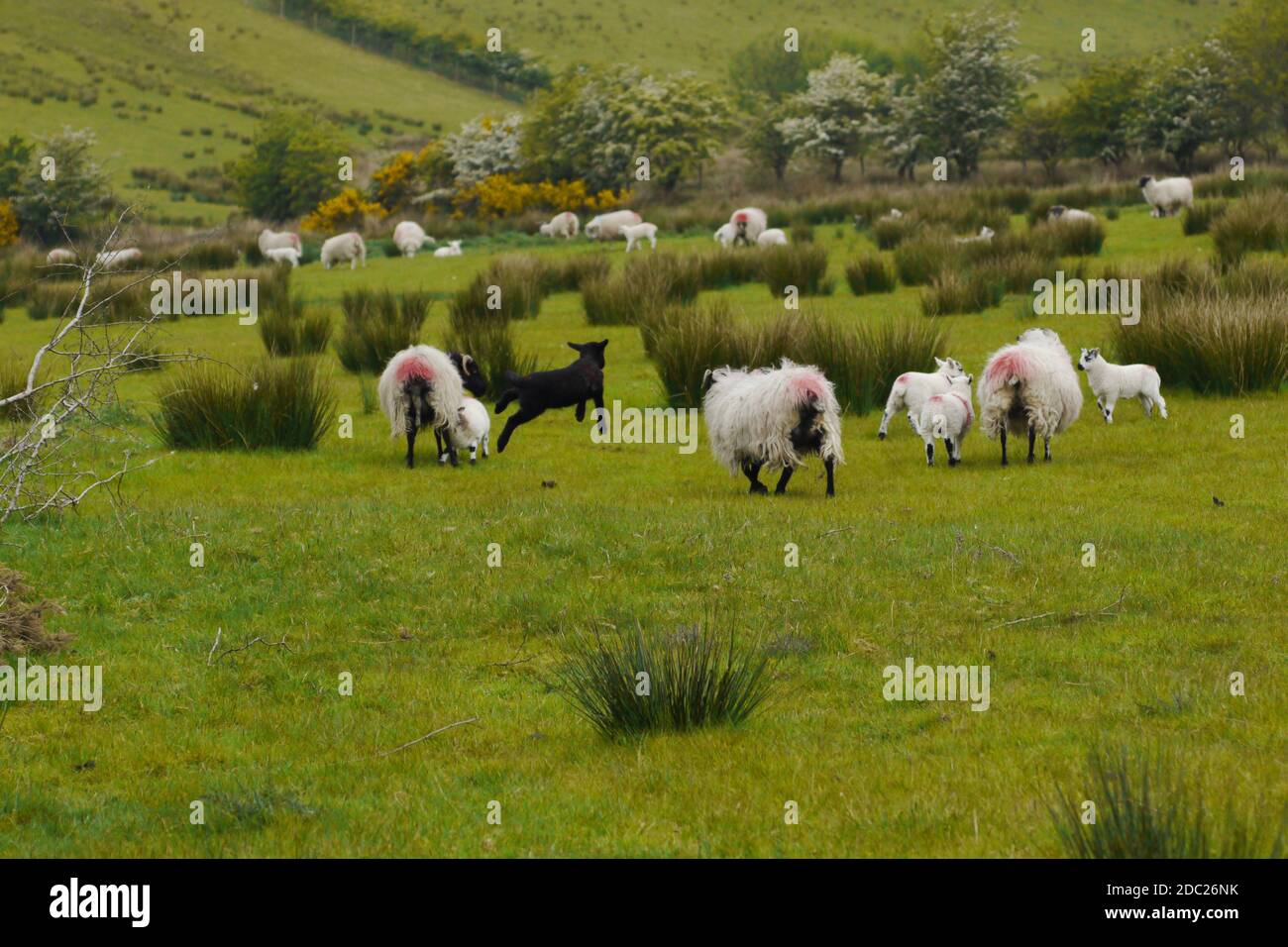 Mutton farming hi-res stock photography and images - Alamy