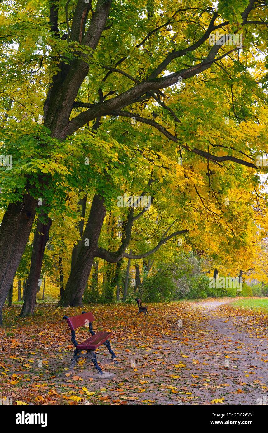 Garden bench under maple tree hi-res stock photography and images - Alamy