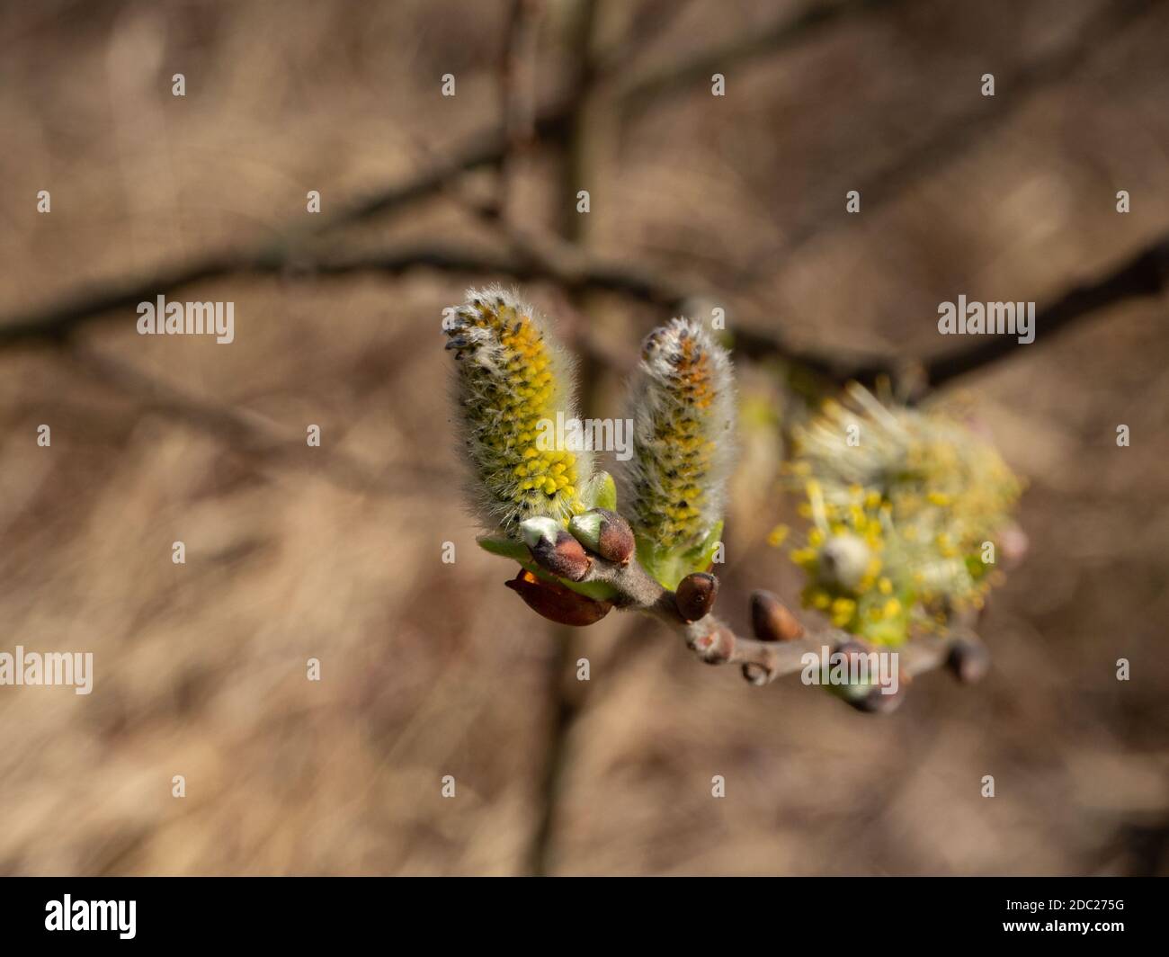 Willow tree with catkin in spring Stock Photo - Alamy