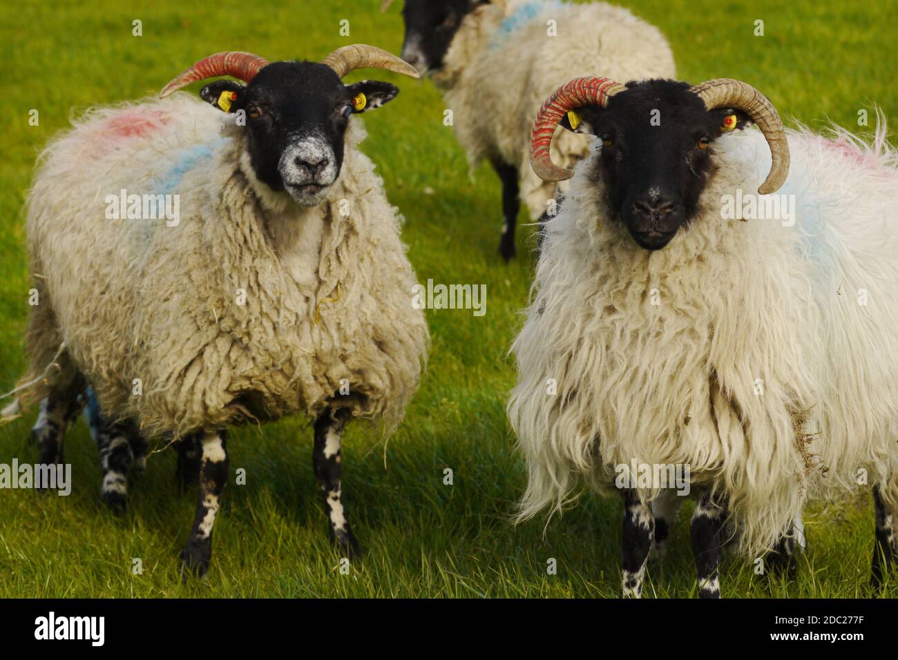 Mutton dressed as funk. Sheep leaping about in the mountain fields of ...