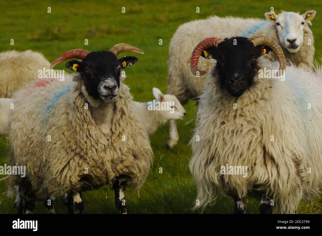 Mutton Sheep High Resolution Stock Photography and Images - Alamy