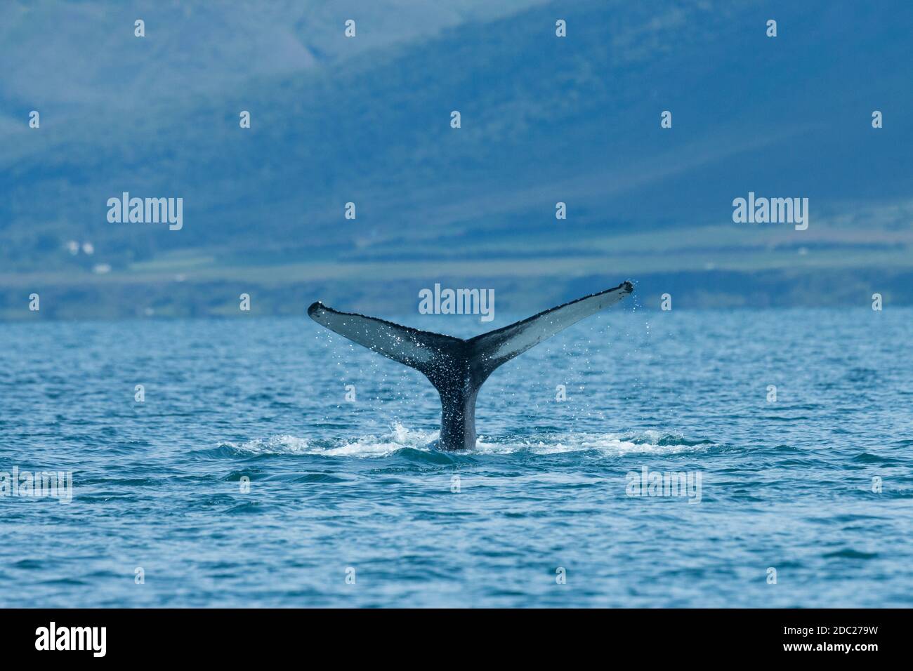 Humpback whale, megaptera novaeangliae, diving in the sea in summer ...