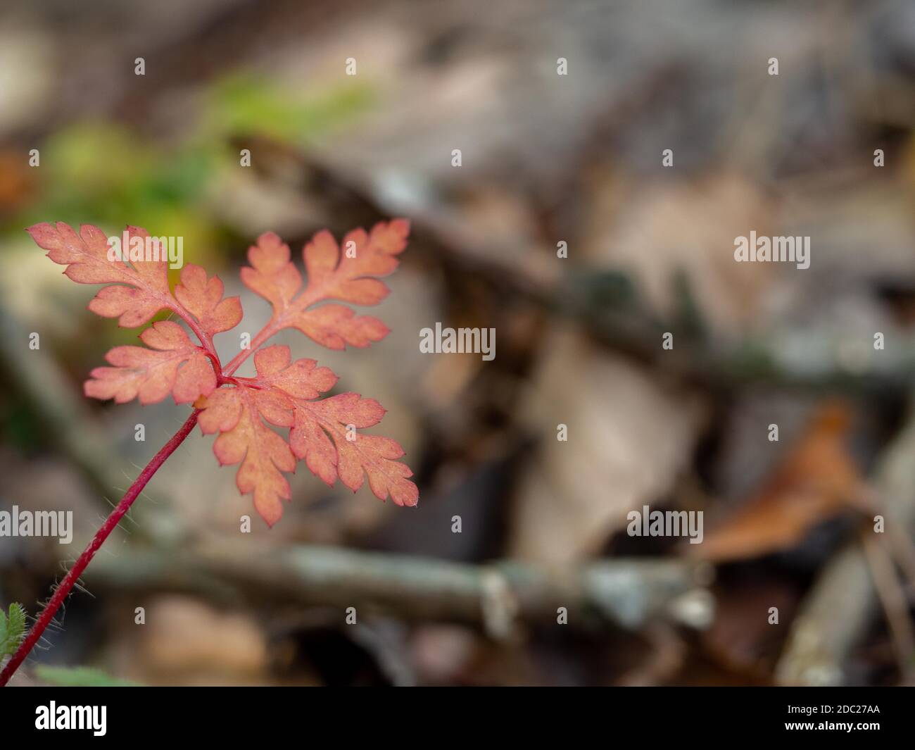 Red little fern in the autumn at the forest ground Stock Photo - Alamy