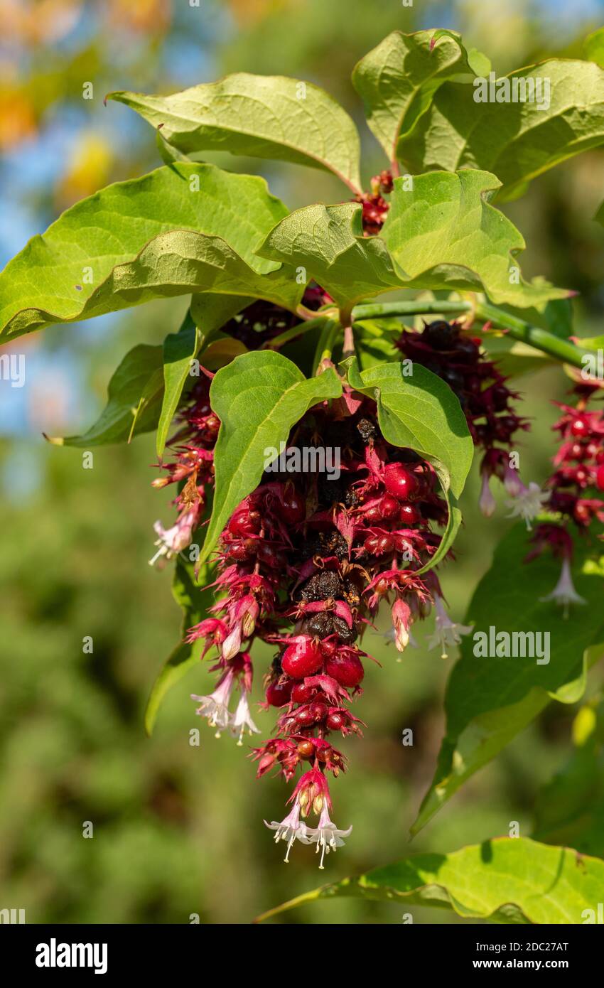 Himalayan honeysuckle bush with fruits and leaves Stock Photo - Alamy