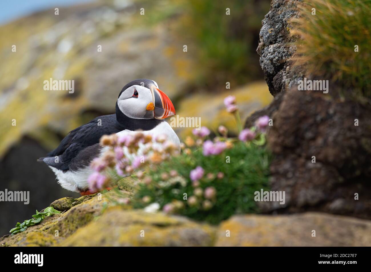 Atlantic puffin, fratercula arctica, sitting on a rocky cliff in summer ...