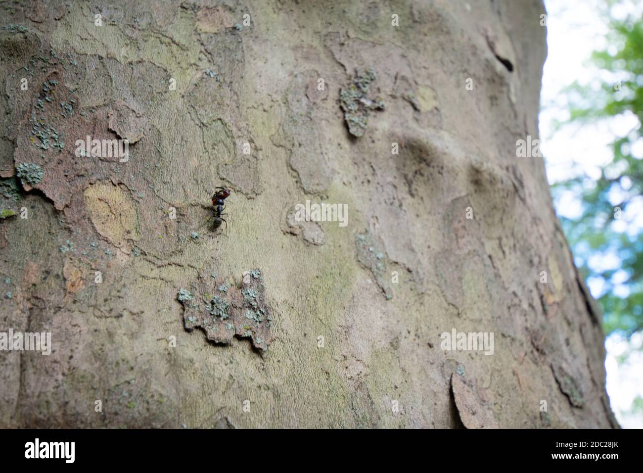 A Large Black Ant Carrying a Dead Bug up a Tree Stock Photo - Alamy