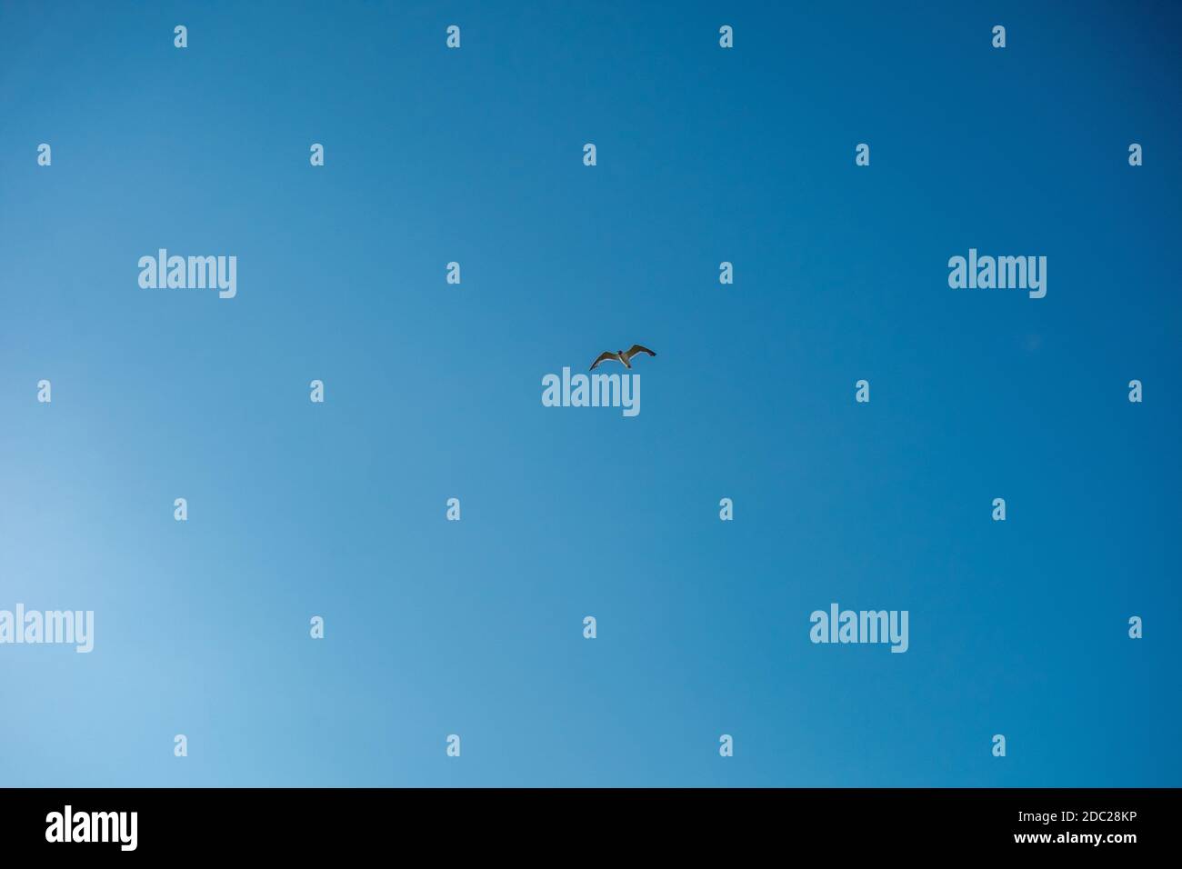 A Clear Blue Sky With a Seagull Flying in the Center of the Frame Stock ...