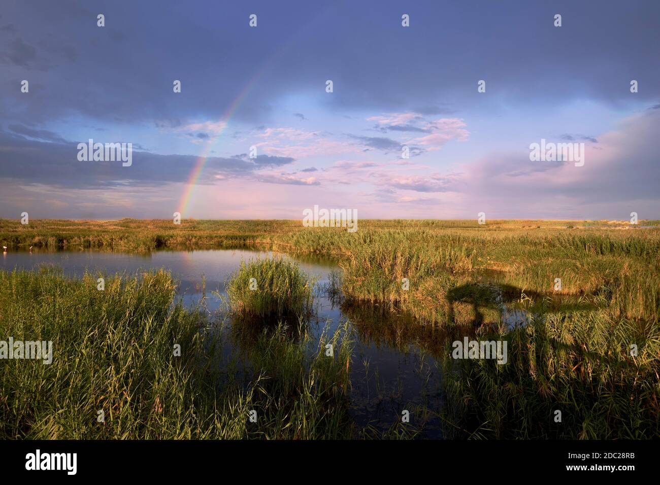 Lake with vegetation and with the rainbow, flamingos, reeds, bright ...