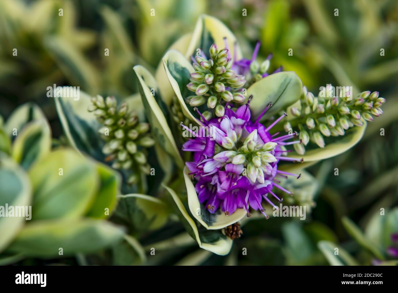 close up shrubby veronica plants and flowers in nature Stock Photo - Alamy