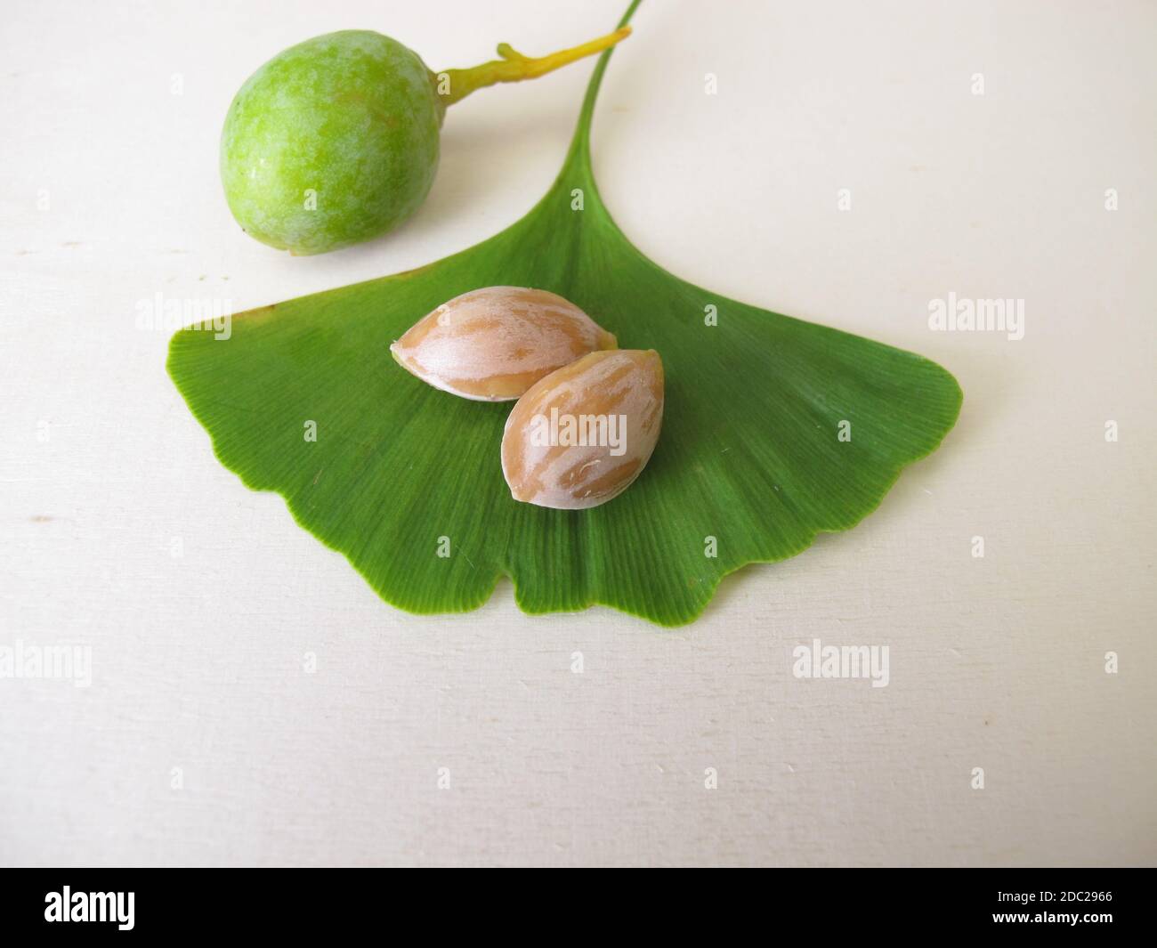 Ginkgo seeds or nuts and a leaf from the tree, Ginkgo biloba Stock ...