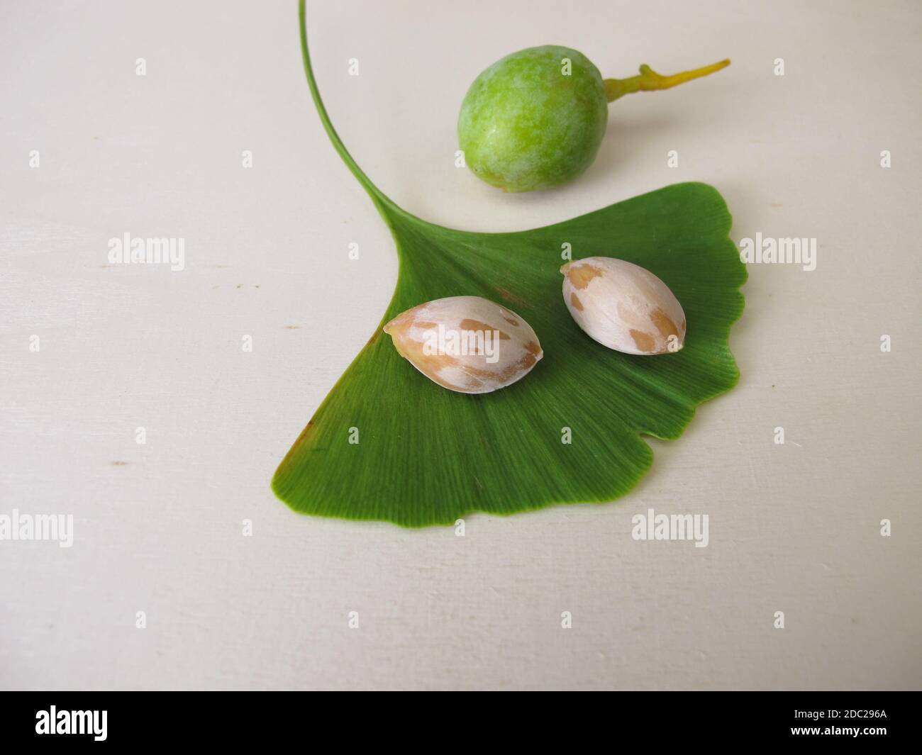 Ginkgo seeds or nuts and a leaf from the tree, Ginkgo biloba Stock ...