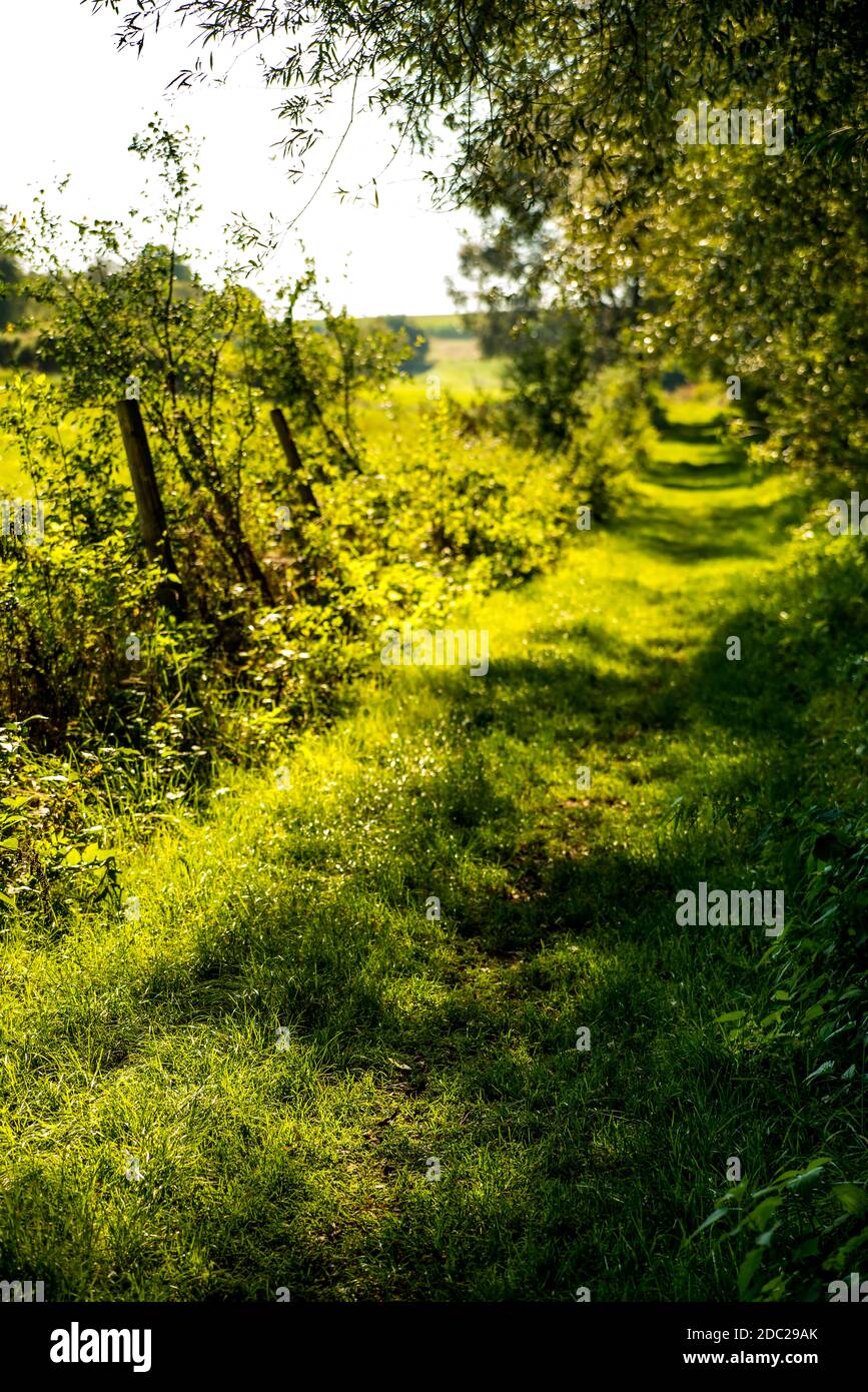 small track in the green beside a forest Stock Photo - Alamy