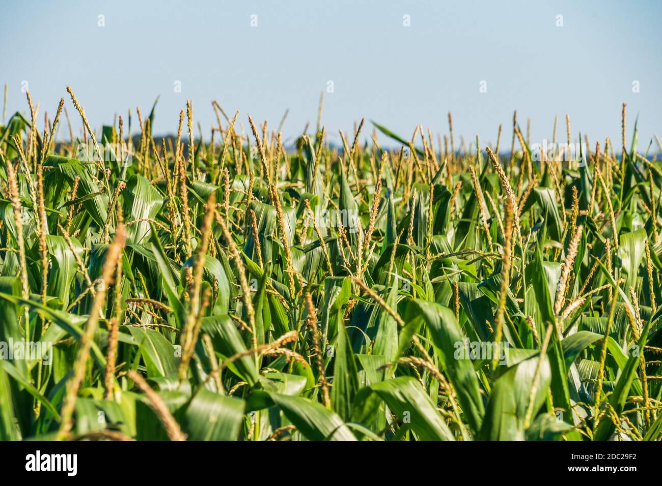 A Green Field of Corn Growing Up. Corn Plantation. Close Up Look Stock ...