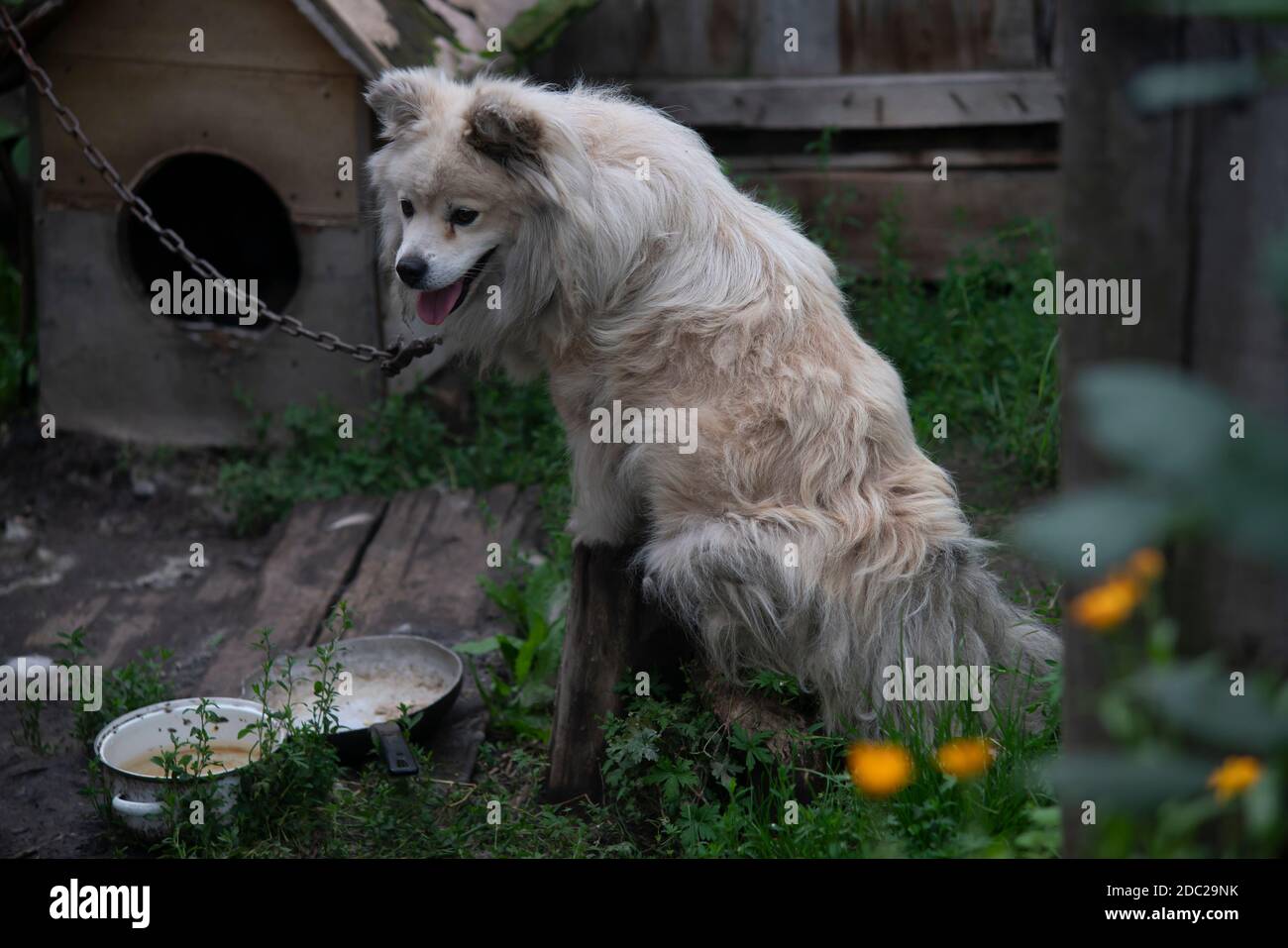 White dog on a chain dog guarding the house Stock Photo - Alamy
