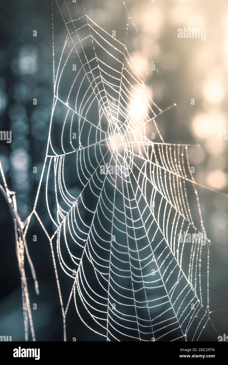 Cobweb of branches hi-res stock photography and images - Alamy