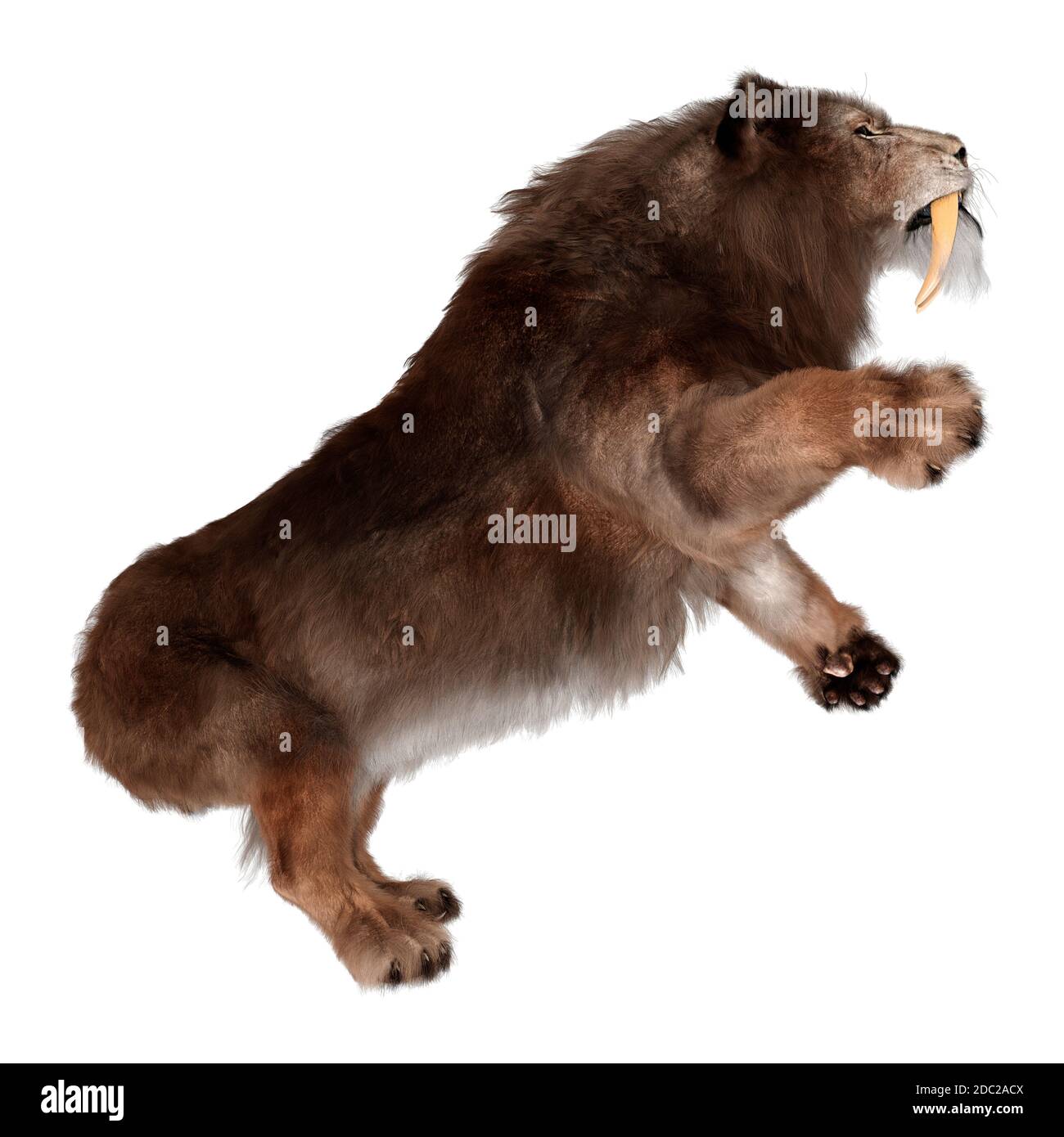 3D rendering of a sabertooth tiger isolated on white background Stock ...