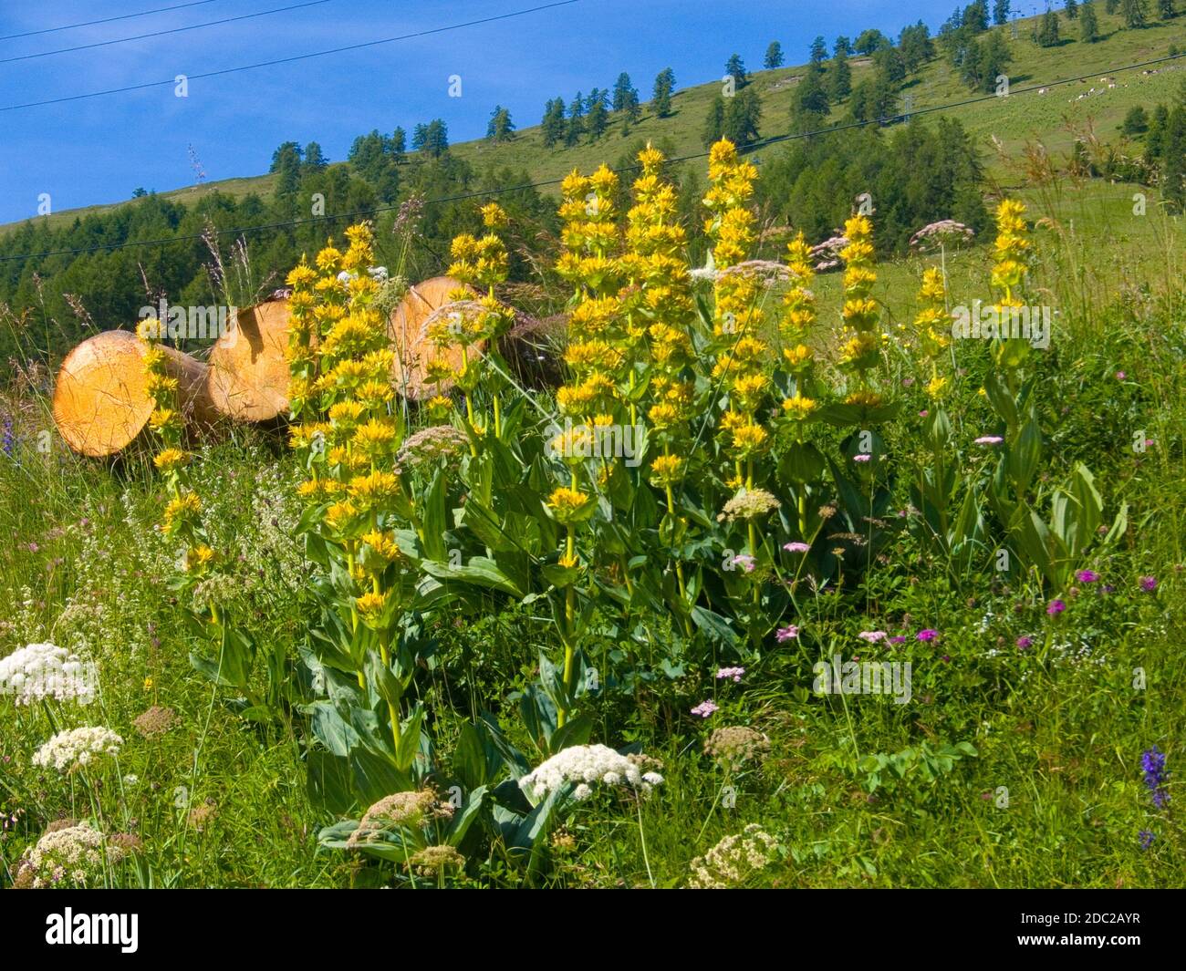 Liddes High Resolution Stock Photography and Images - Alamy