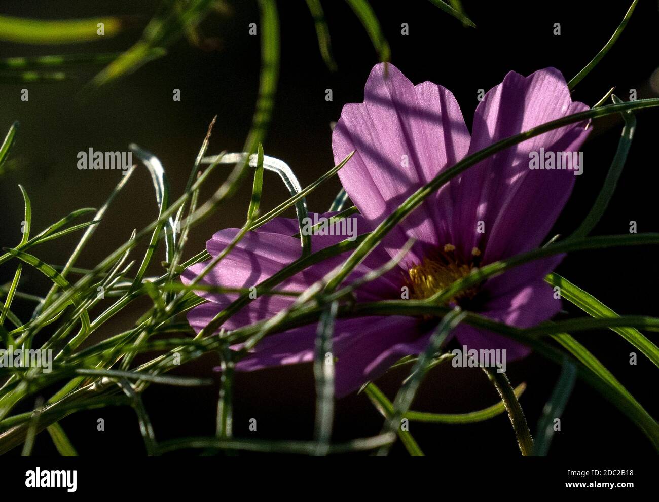 Purple Cosmos deep in the shadows Stock Photo - Alamy