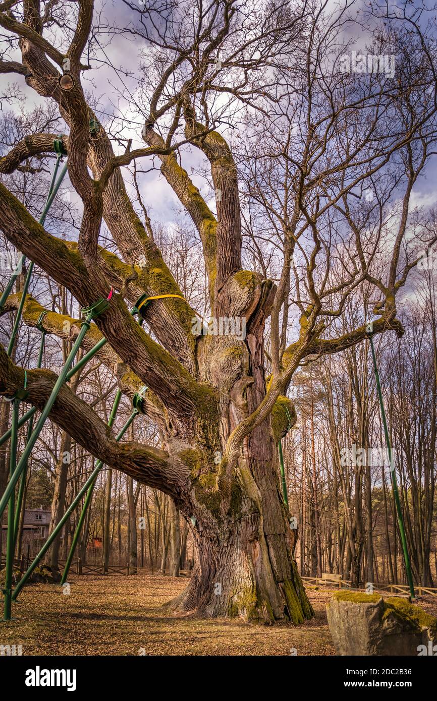 Oak bartek hi-res stock photography and images - Alamy