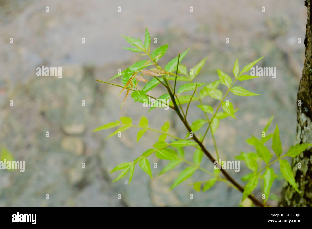 Falling Monsoon Rain on Green Neem Tree Plant leaf. Raindrop on leaves ...
