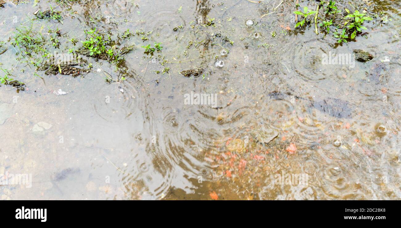 Monsoon Rain water flowing on the ground. Rain water falling and ...