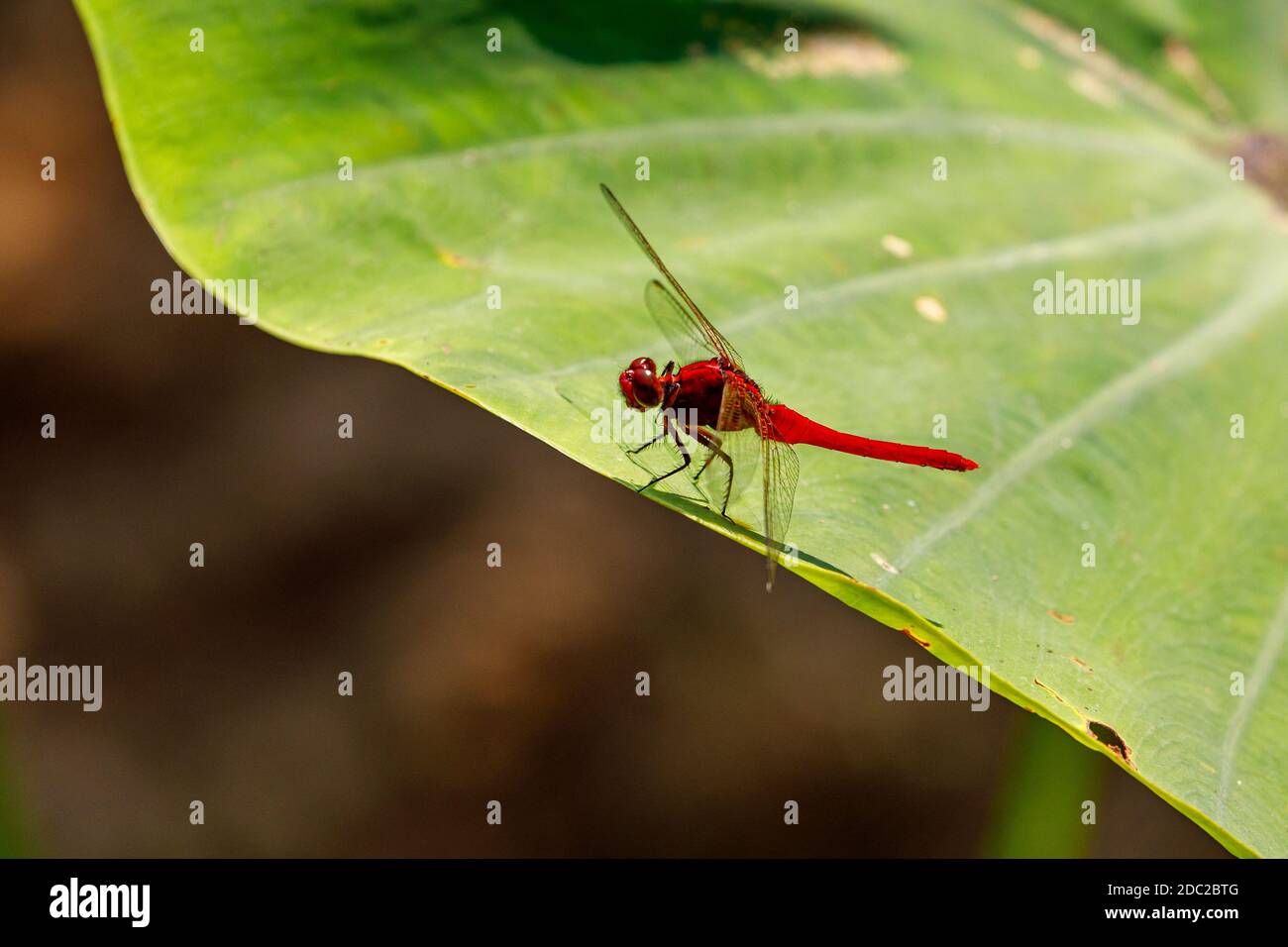 Dragonfly brown wing hi-res stock photography and images - Alamy