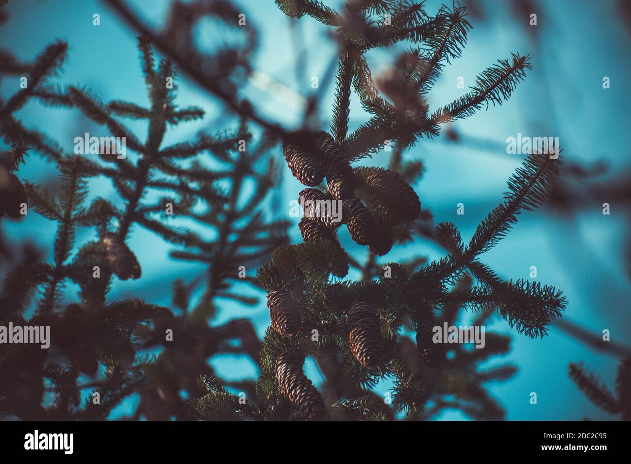 pine corns on a tree Stock Photo - Alamy