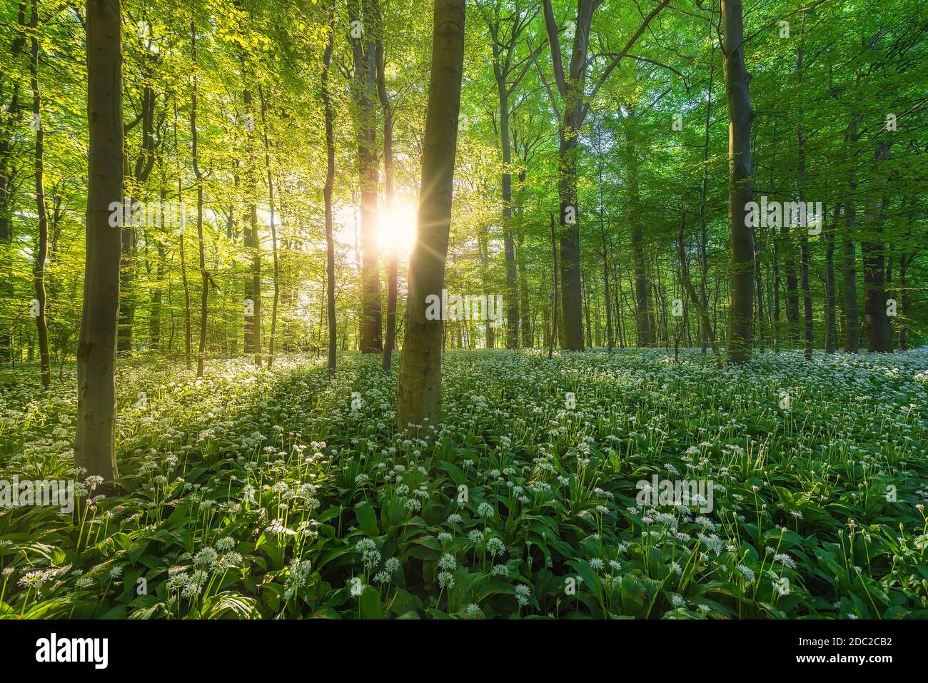 A beech tree forest, Jutland, Denmark comes to life with wild ramson ... A beech tree forest, Jutland, Denmark comes to life with wild ramson ...
