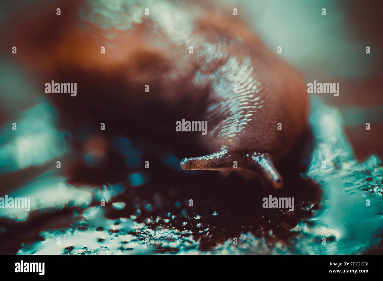Running snail hi-res stock photography and images - Alamy