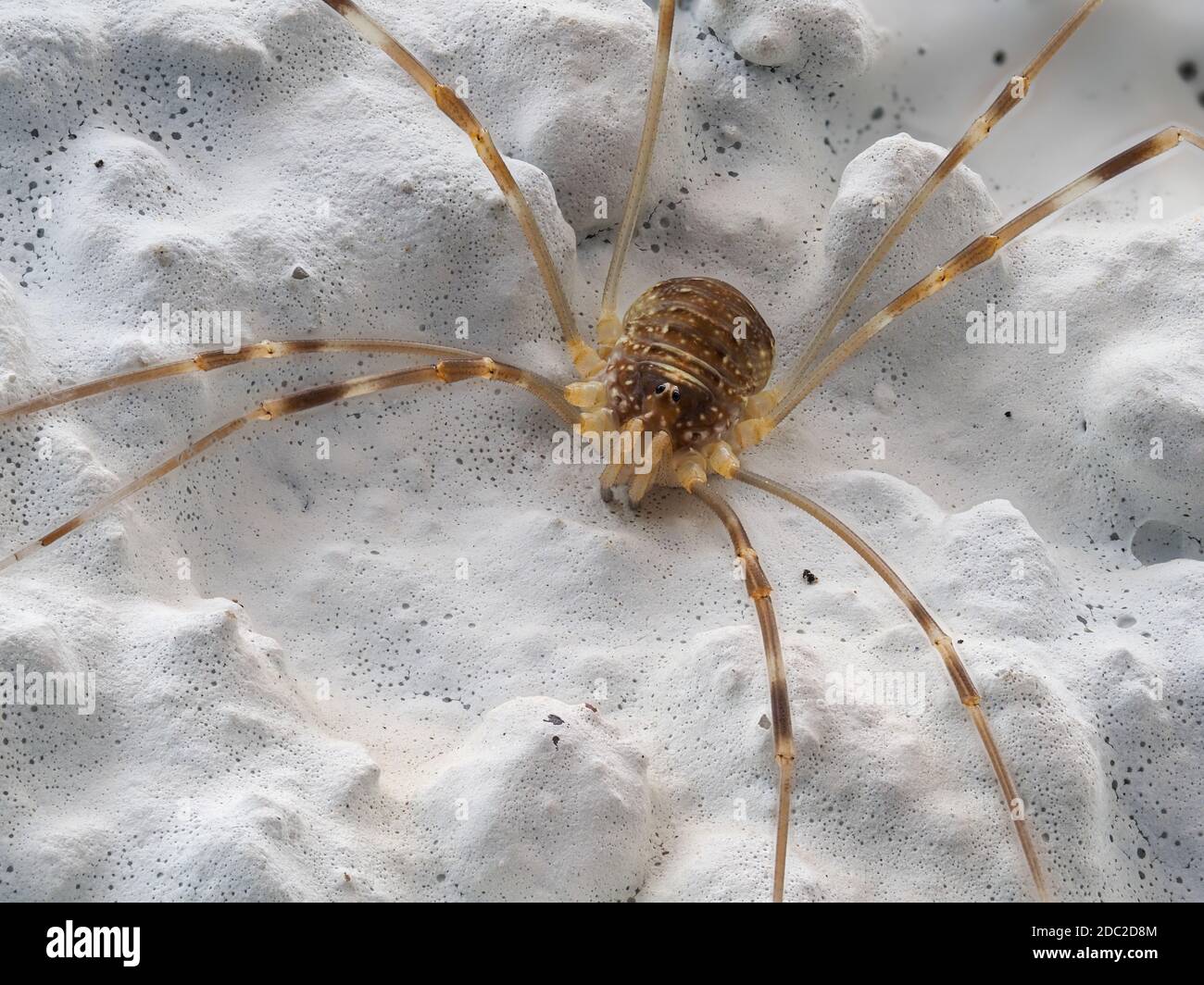 Opilio parietinus spider hi-res stock photography and images - Alamy