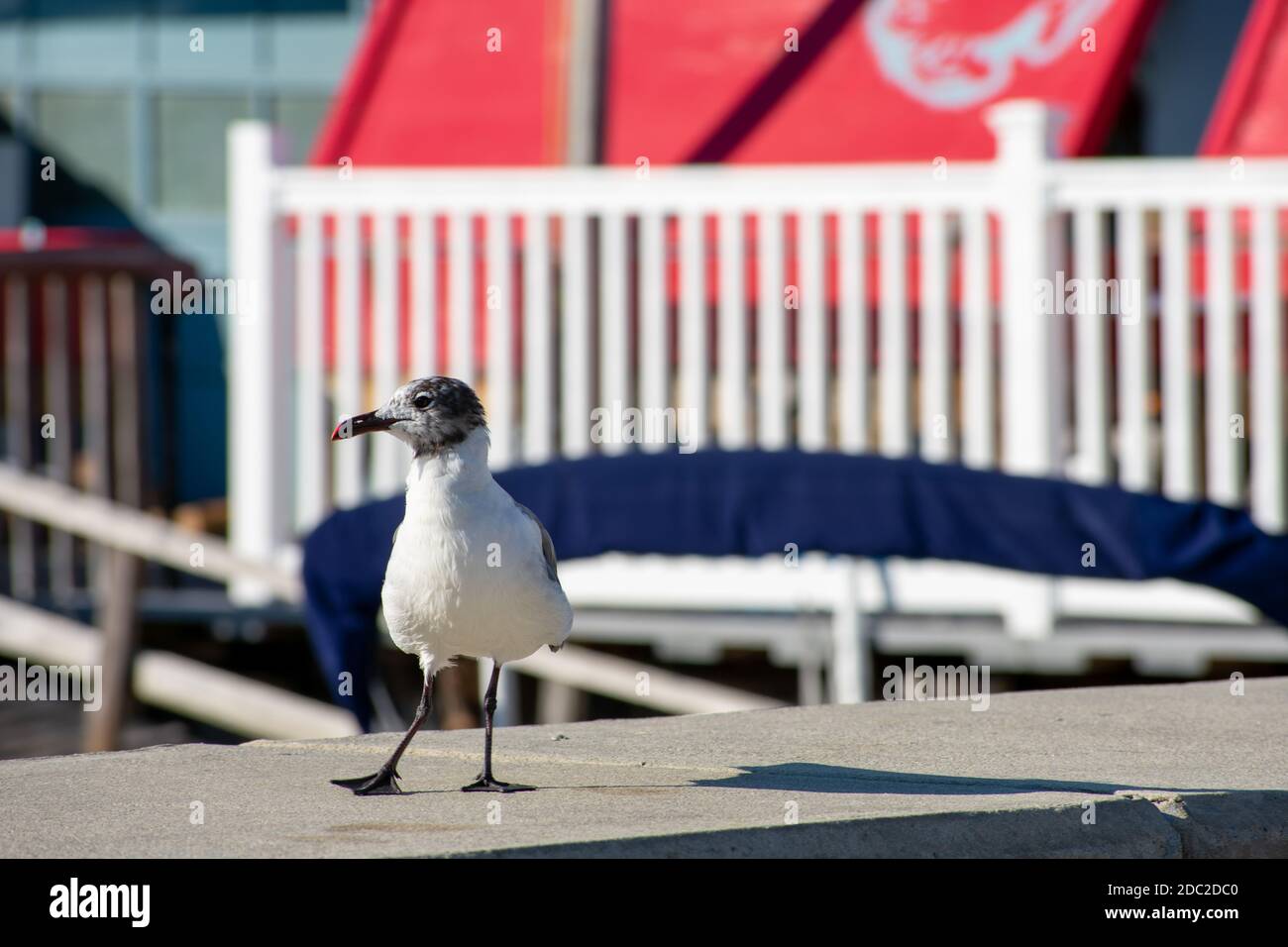 A Seagull Standing on a Ledge With It's Leg Stuck Out Stock Photo - Alamy