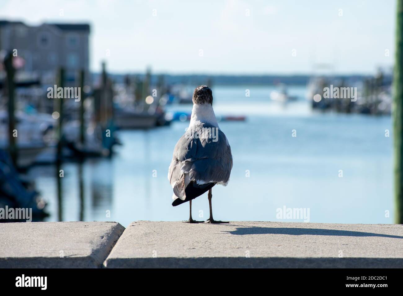 A Seagull Standing on a Ledge Near Boats and Water Looking Off in the ...