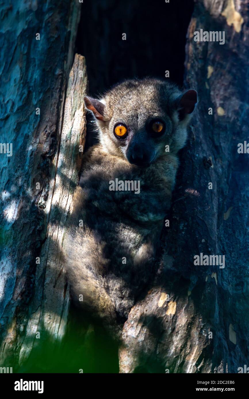 Lesser mouse lemur hi-res stock photography and images - Alamy