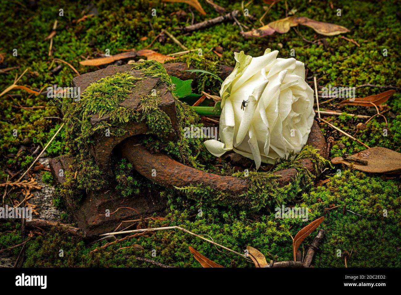 Ring Crypt High Resolution Stock Photography and Images - Alamy